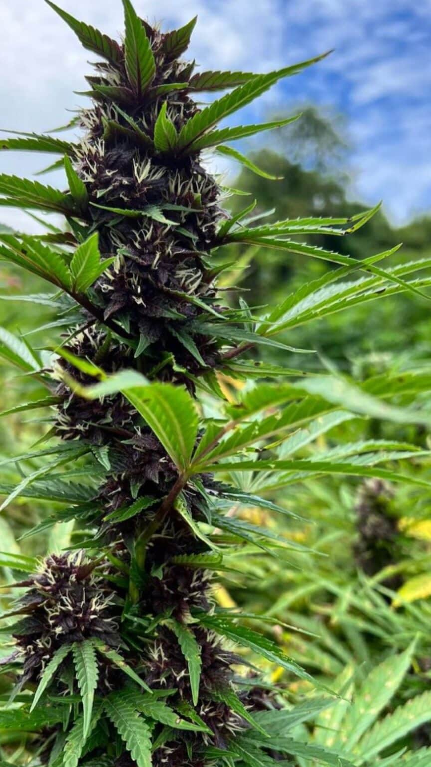 Midnight Melon Seeds | Feminized Autoflower | SEEDNEST