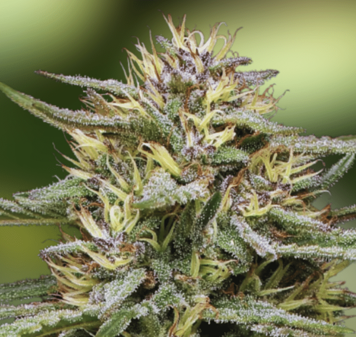Raspberry Parfait Auto Seeds | Feminized, Autoflower | SEEDNEST