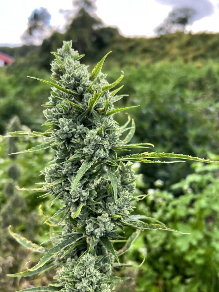 Stargazer Seeds | Feminized Autoflower | SEEDNEST