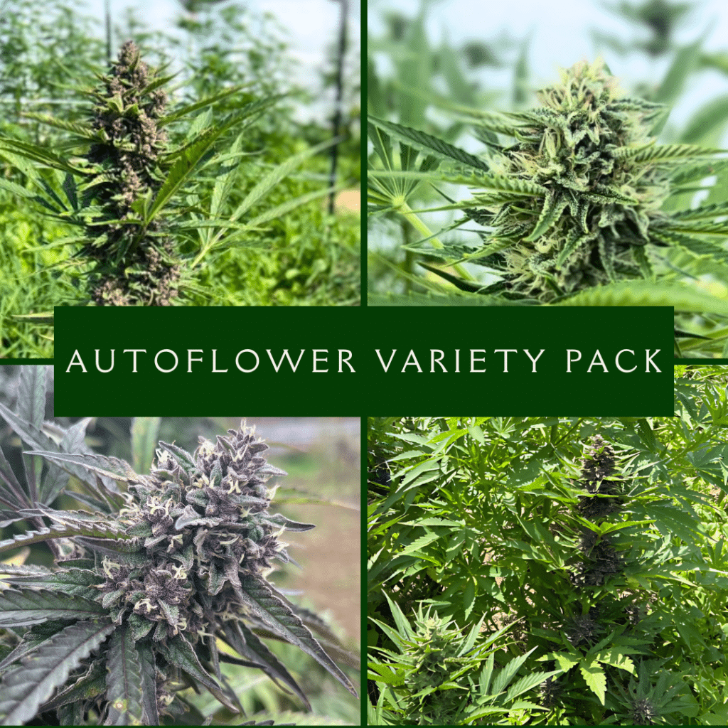Autoflower Variety Pack - SEEDNEST