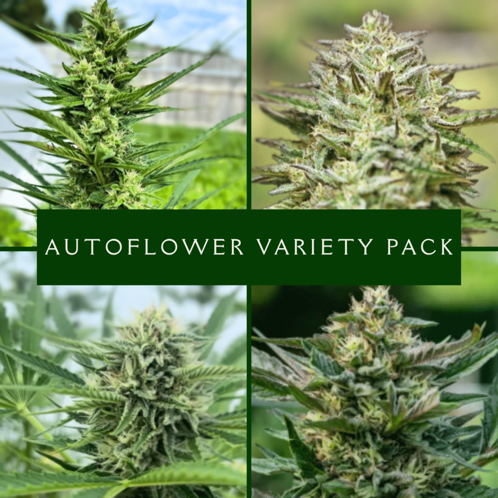 Autoflower Seed Variety Pack | 4 Premium Strains | SEEDNEST