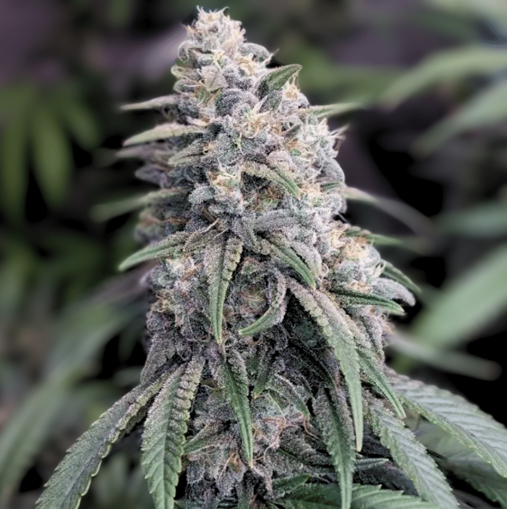 Bubba Kush Seeds | Feminized, Autoflower | SEEDNEST