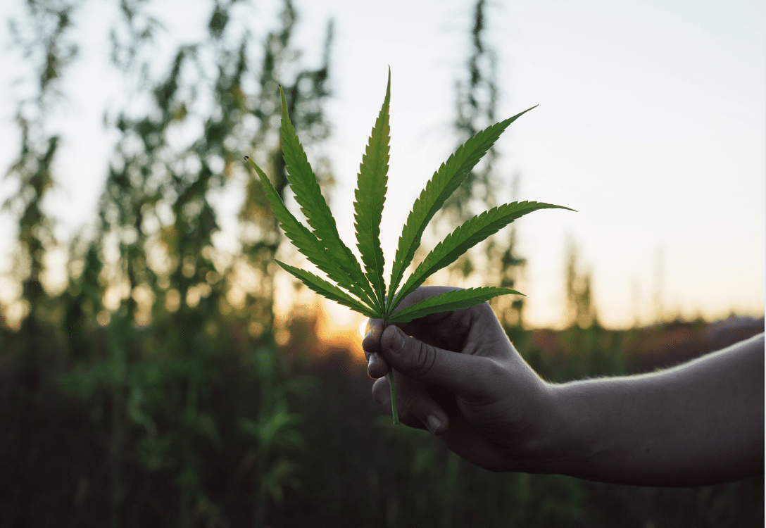 The Cannabis Blog for Gardeners | SEEDNEST