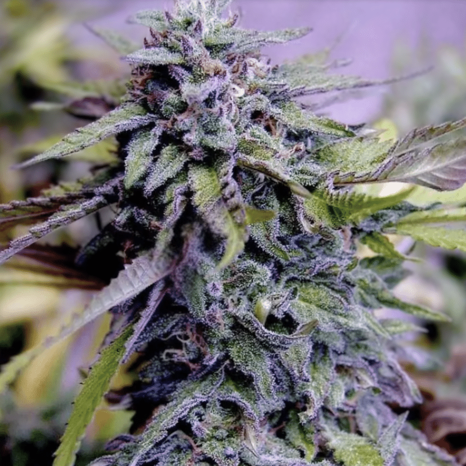 Granddaddy Purple Seeds | Feminized, Photoperiod | SEEDNEST