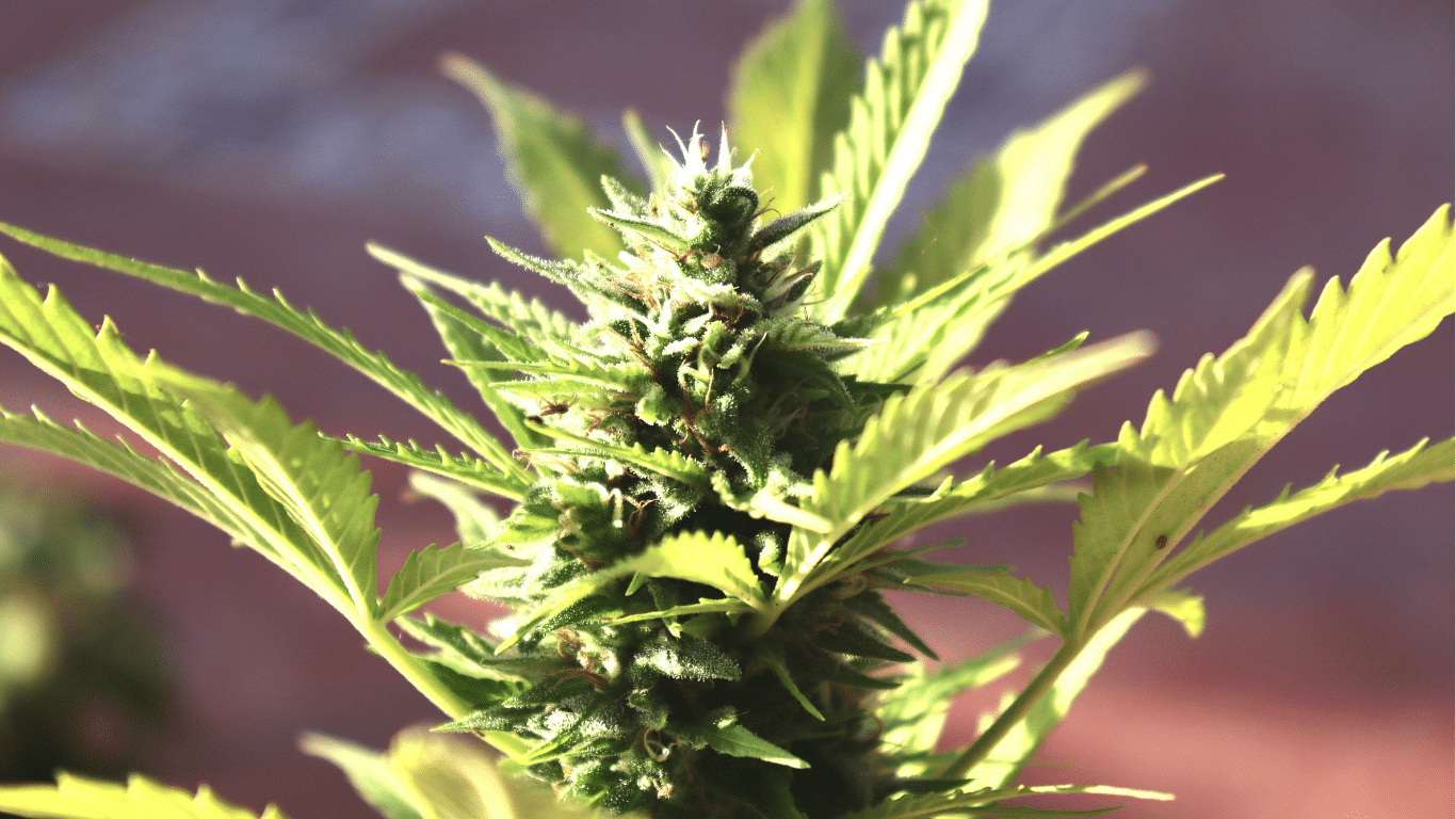 Cannabis Heat Stress Symptoms | SEEDNEST