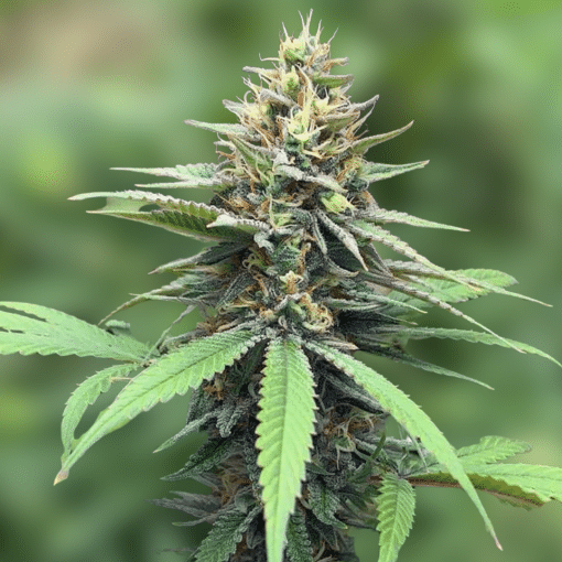 SEEDNEST - Blue Cheese Auto