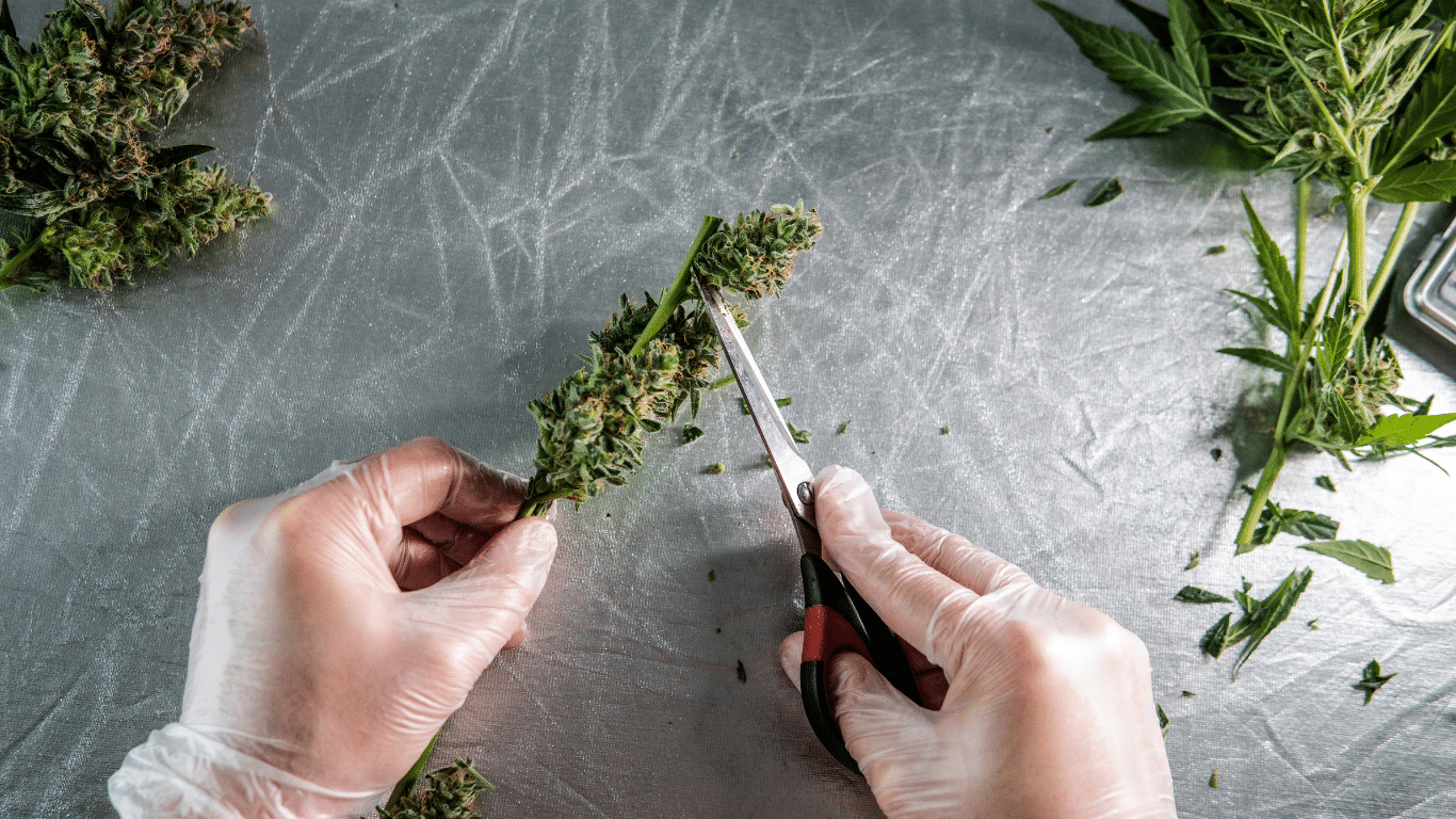 Cannabis Harvest Guide: Wet Trimming vs Dry Trimming Explained - SEEDNEST