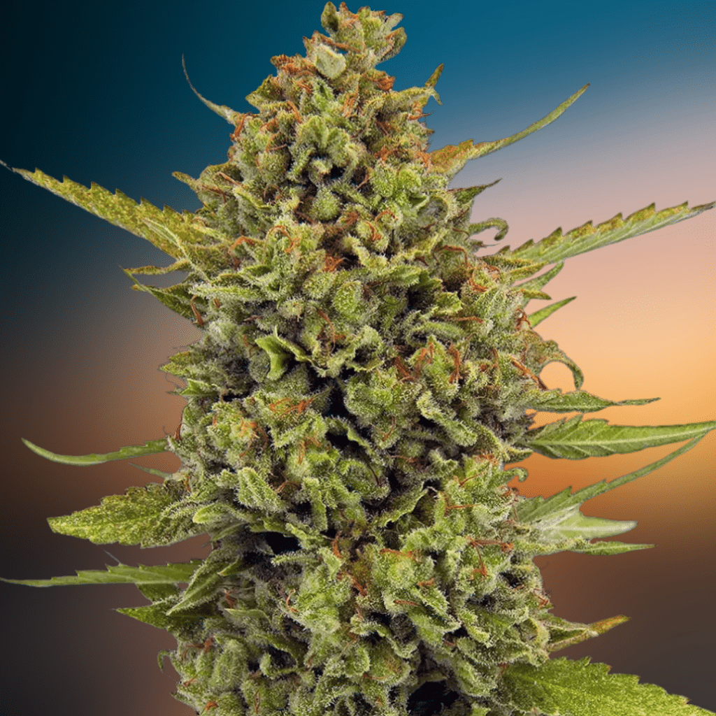 Acapulco Gold Auto | Feminized Autoflower | SEEDNEST